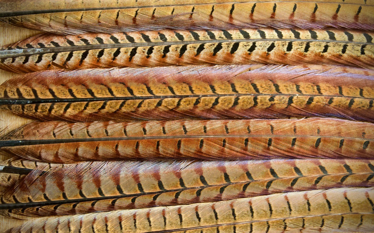 Tail feathers ️ Fishax